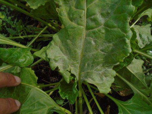 Remolacha forrajera: un nuevo cultivo energético para los sistemas de ...